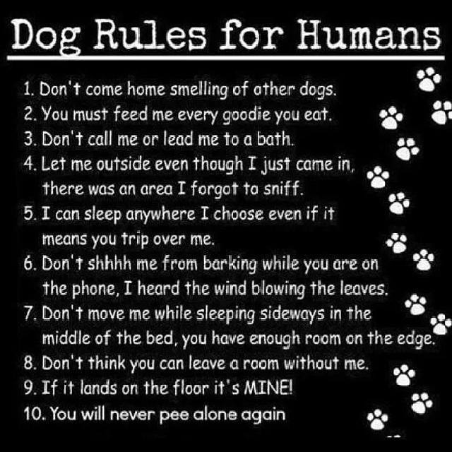 Dog Rules Hole In The Hill Dog Rules Hole In The Hill